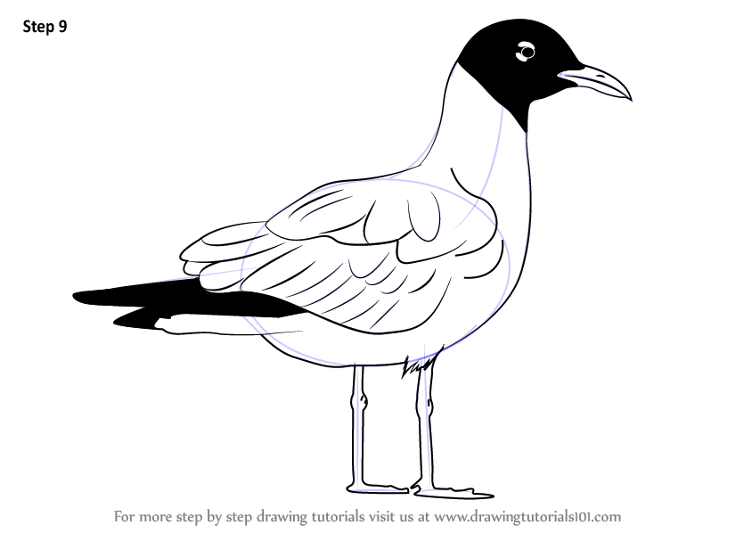 How to Draw a Laughing Gull (Seabirds) Step by Step ...