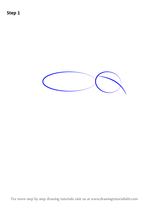 How to Draw a Markham's storm petrel (Seabirds) Step by Step ...