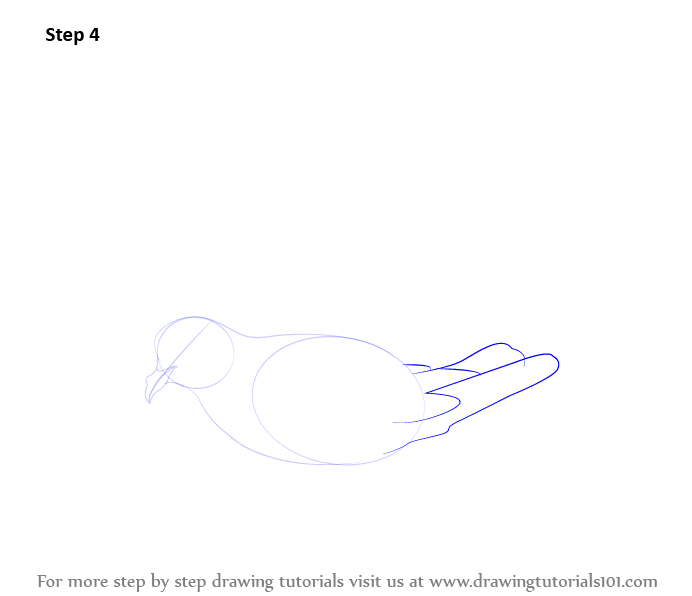 How to Draw a Petrel (Seabirds) Step by Step | DrawingTutorials101.com