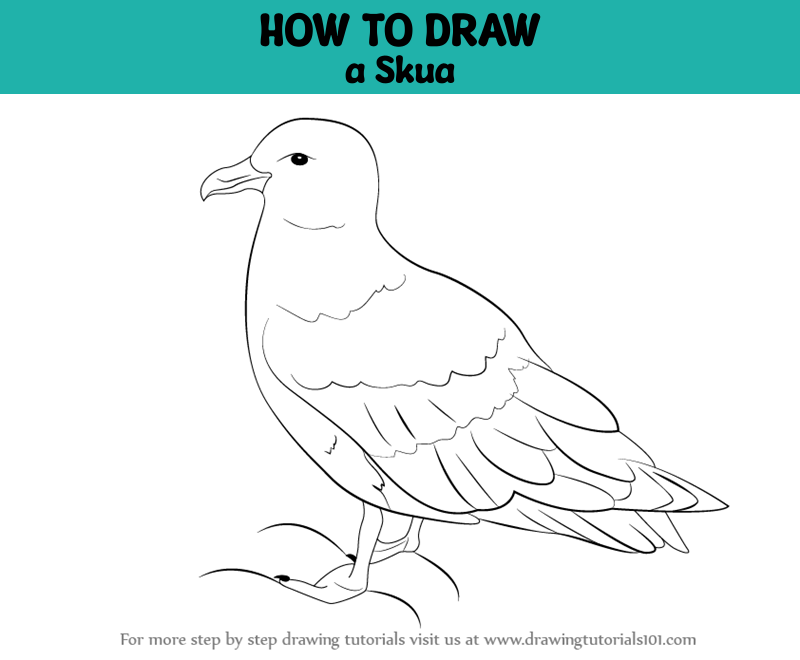 How to Draw a Skua (Seabirds) Step by Step | DrawingTutorials101.com