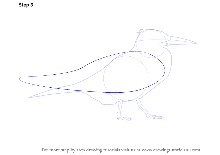 How to Draw a Tern (Seabirds) Step by Step | DrawingTutorials101.com