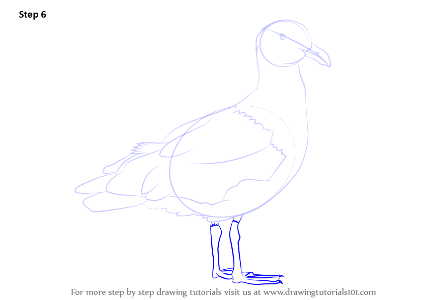 How to Draw a Western gull (Seabirds) Step by Step ...