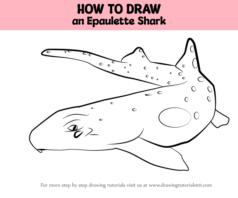 How to Draw an Epaulette Shark (Sharks) Step by Step ...