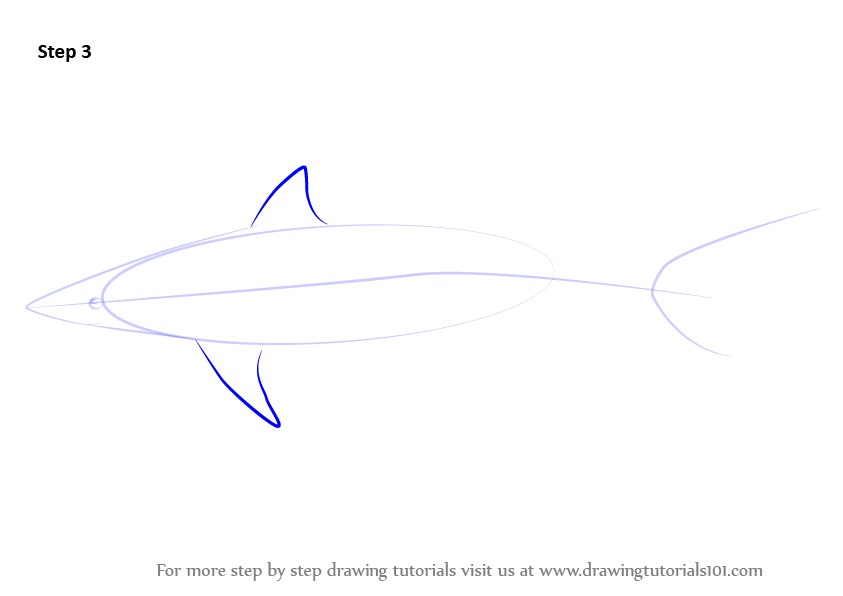 How to Draw a Spinner Shark (Sharks) Step by Step | DrawingTutorials101.com