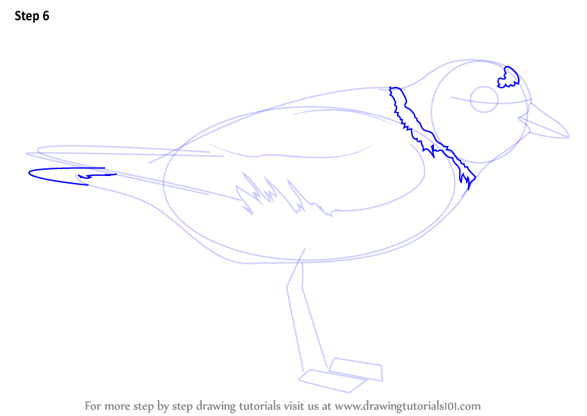 How to Draw a Piping Plover (Shorebirds) Step by Step ...