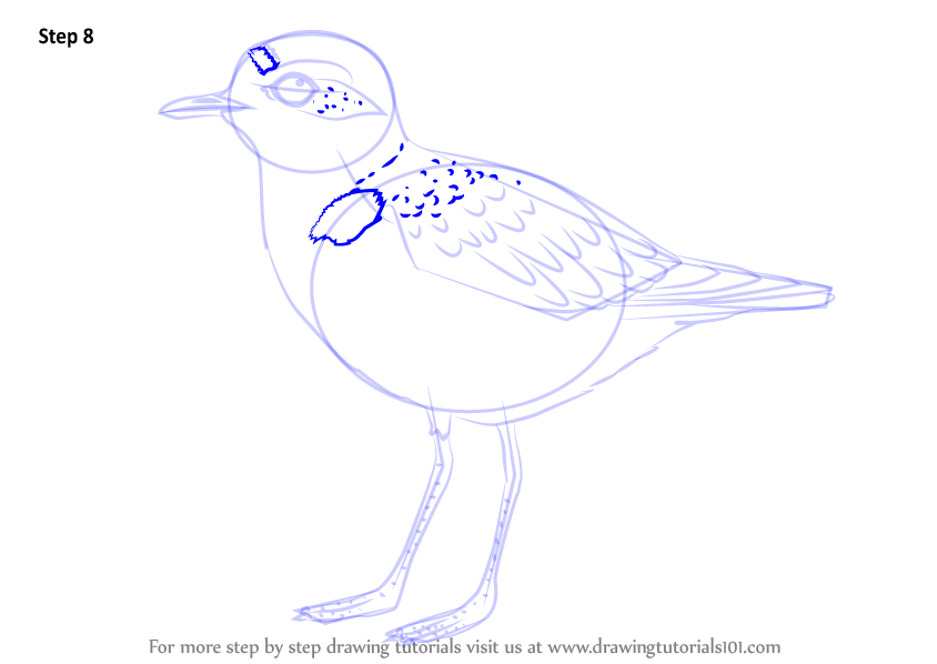 How to Draw a Snowy Plover (Shorebirds) Step by Step ...