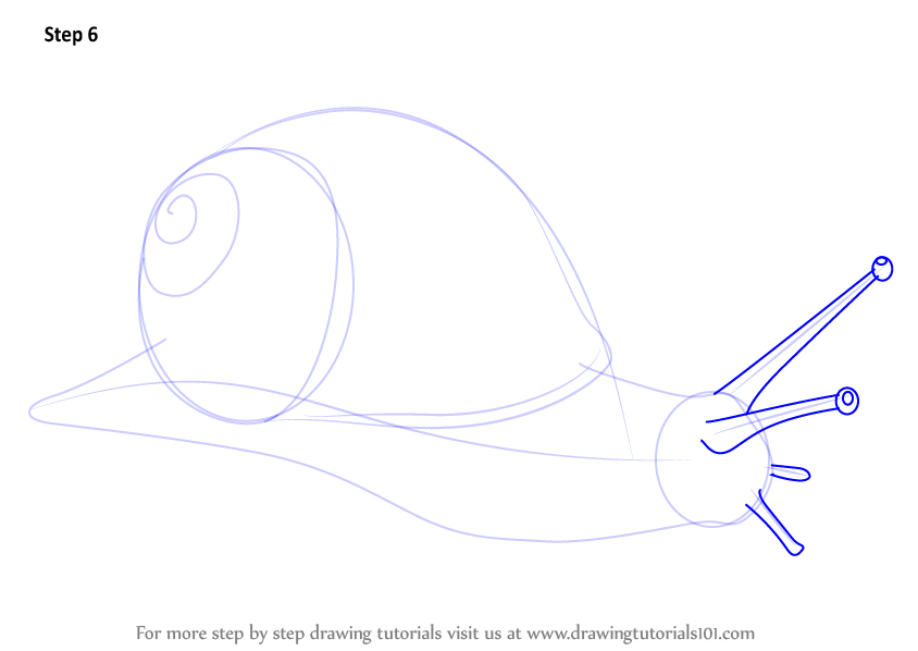 How to Draw a Snail (Snails) Step by Step | DrawingTutorials101.com