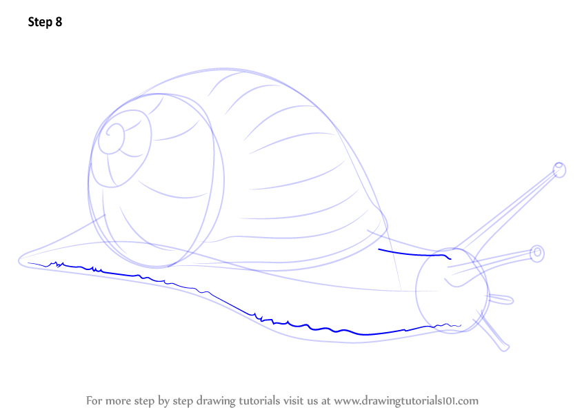 How to Draw a Snail (Snails) Step by Step | DrawingTutorials101.com