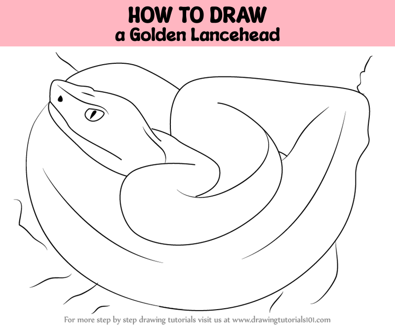 How to Draw a Golden Lancehead (Snakes) Step by Step ...
