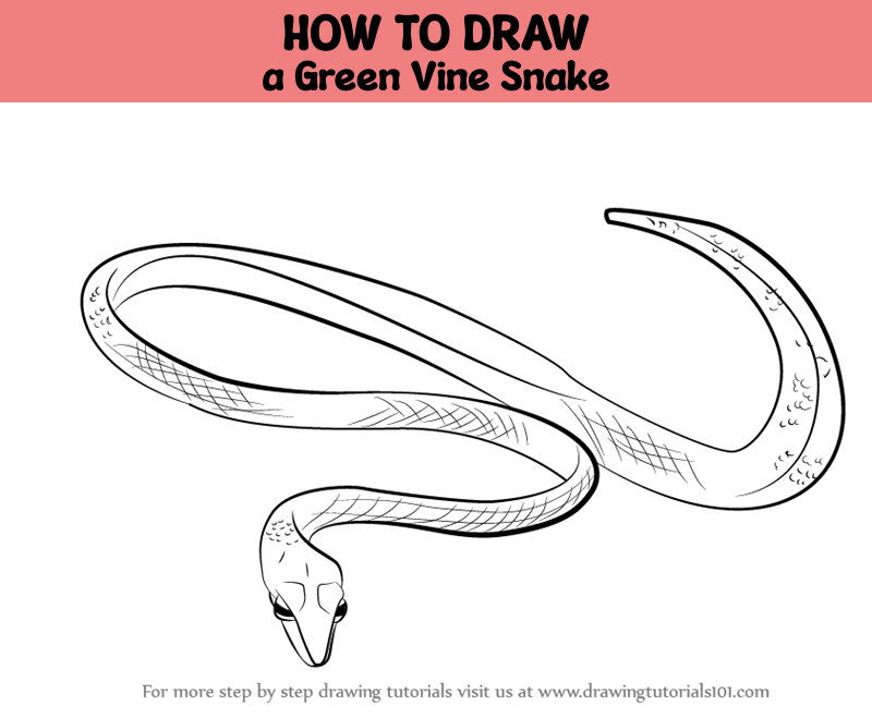 Green Vine Snake Drawing