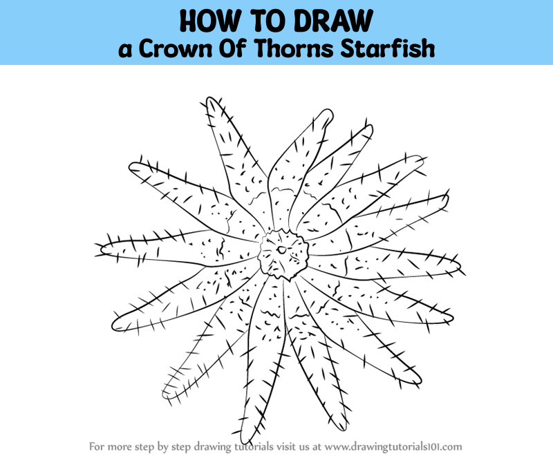 Crown Of Thorns Drawing Step By Step