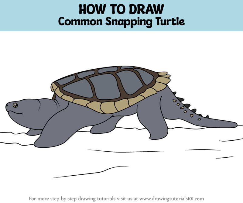 How To Draw A Turtle Step By Step How To Draw Turtles Easy Step By