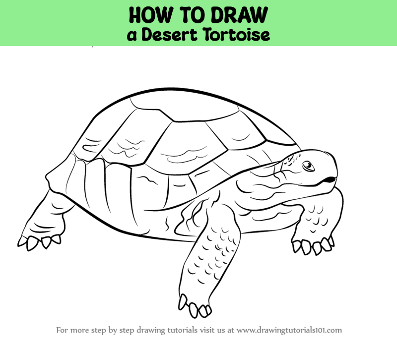 How to Draw a Desert Tortoise (Turtles and Tortoises) Step by Step ...