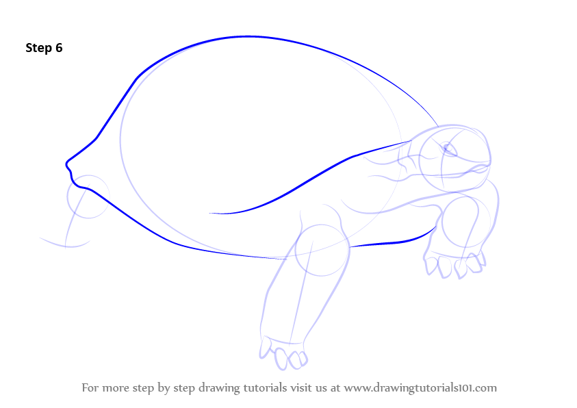 How to Draw a Desert Tortoise (Turtles and Tortoises) Step by Step ...