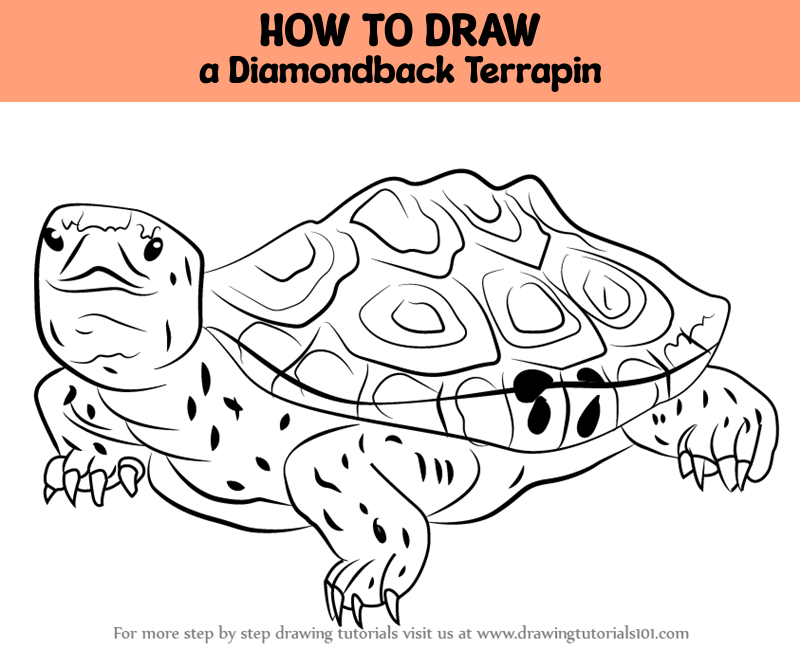 How to Draw a Diamondback Terrapin (Turtles and Tortoises) Step by Step ...