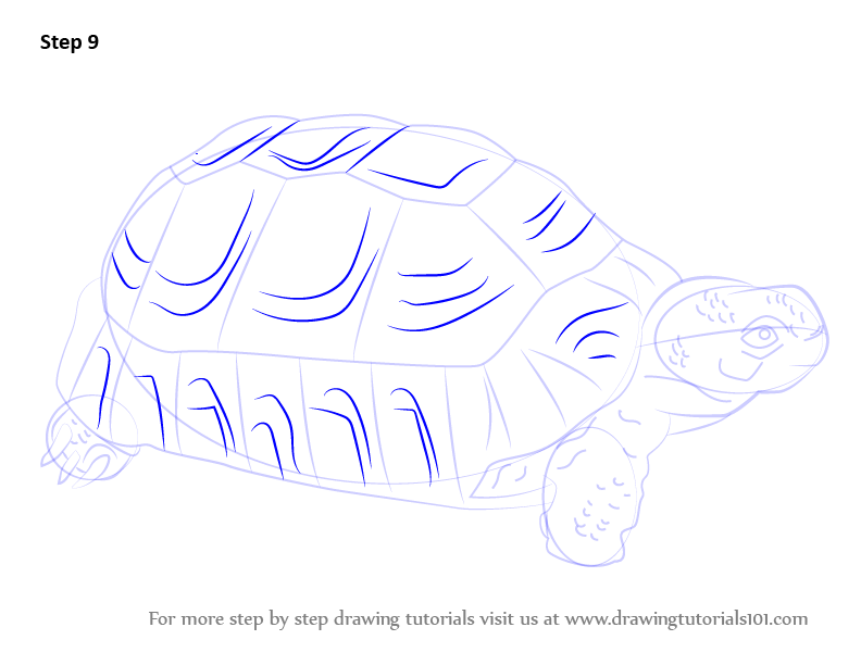 How to Draw a Greek Tortoise (Turtles and Tortoises) Step by Step ...