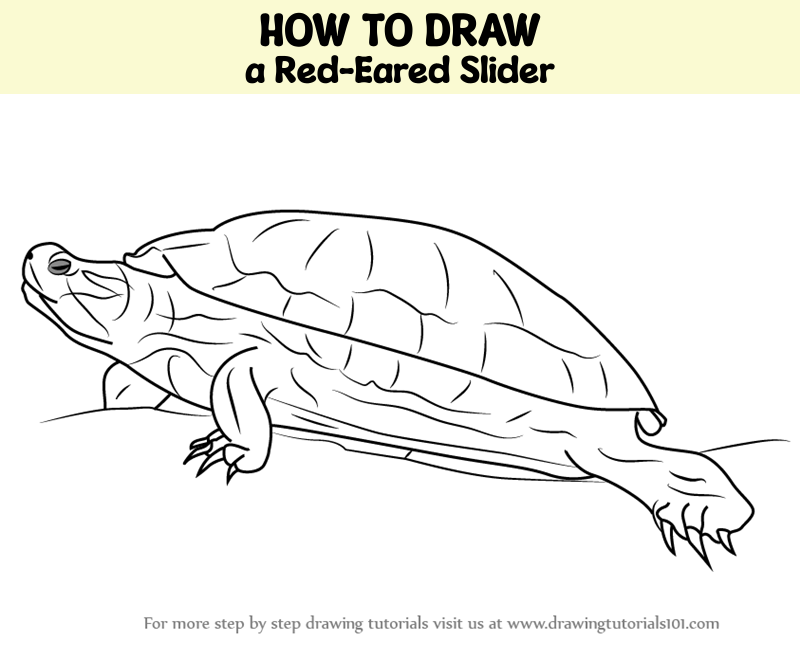 How to Draw a Red-Eared Slider (Turtles and Tortoises) Step by Step ...