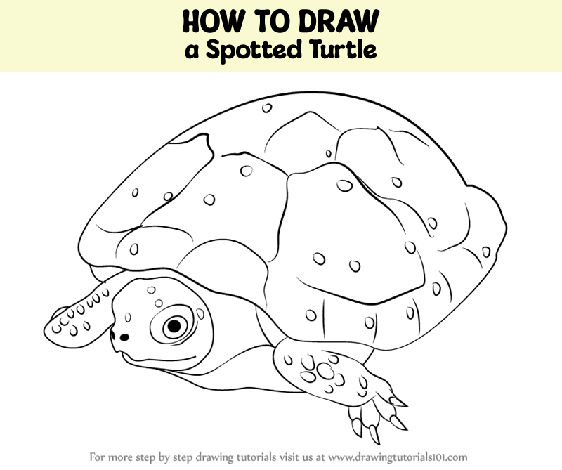 How to Draw a Spotted Turtle (Turtles and Tortoises) Step by Step ...