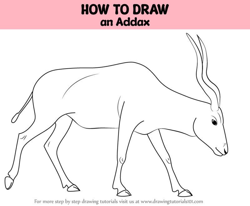 How to Draw an Addax (Wild Animals) Step by Step | DrawingTutorials101.com