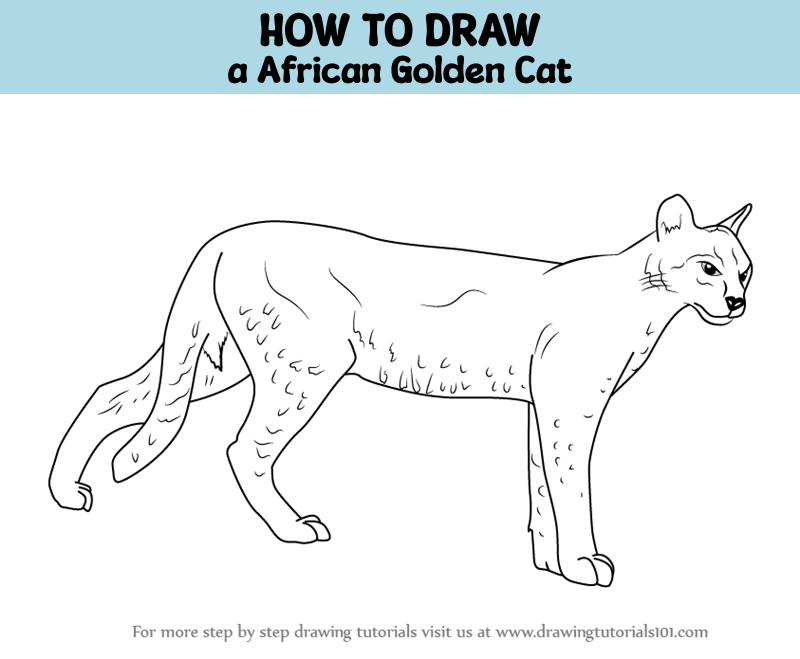 How To Draw A African Wildcat