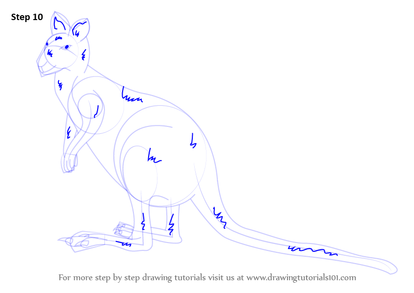 How to Draw an Agile Wallaby (Wild Animals) Step by Step ...