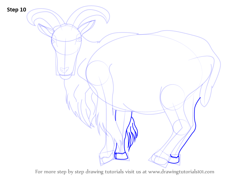How to Draw a Barbary sheep (Wild Animals) Step by Step ...