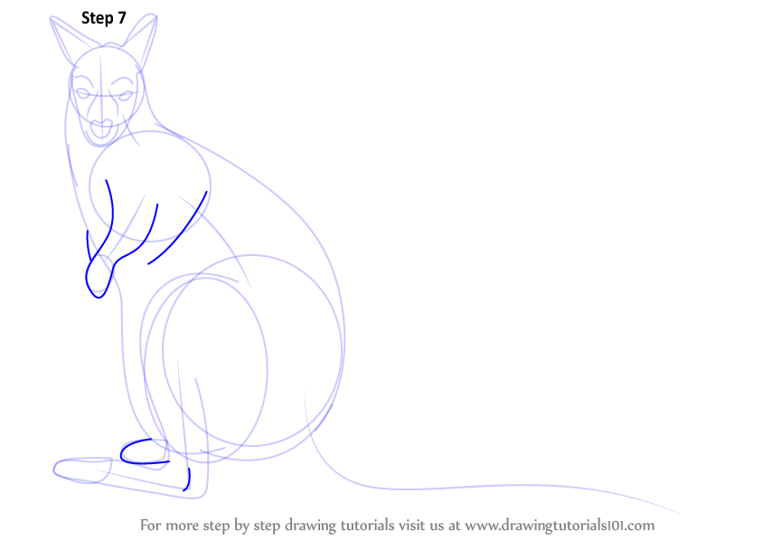 How to Draw a Bennett's Wallaby (Wild Animals) Step by Step ...