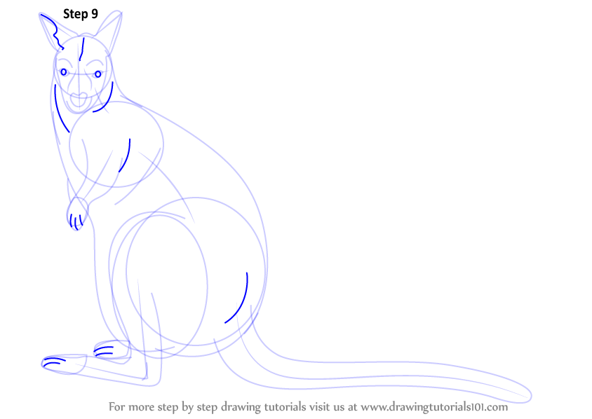 How to Draw a Bennett's Wallaby (Wild Animals) Step by Step ...