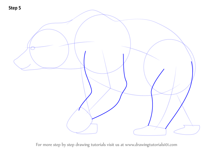 How to Draw a Brown Bear (Wild Animals) Step by Step ...