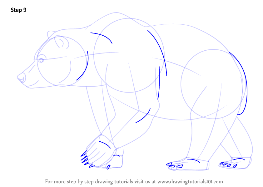 How to Draw a Brown Bear (Wild Animals) Step by Step ...