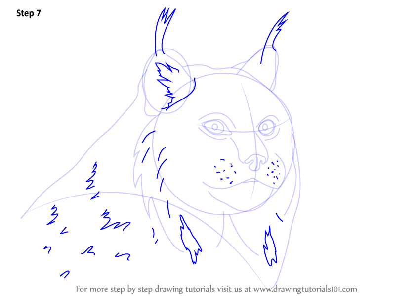 How to Draw a Canada Lynx Face (Wild Animals) Step by Step ...