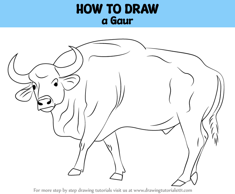 How to Draw a Gaur (Wild Animals) Step by Step | DrawingTutorials101.com