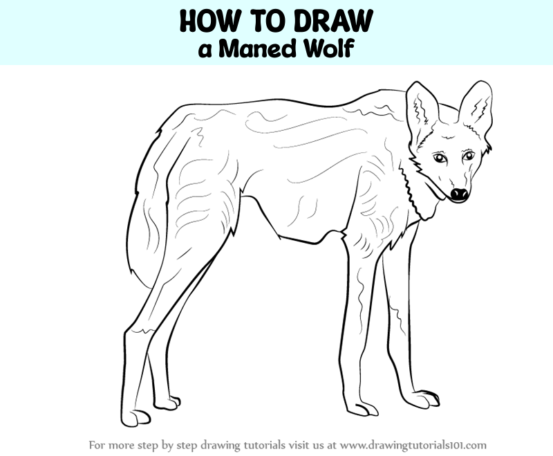 How to Draw a Maned Wolf (Wild Animals) Step by Step ...