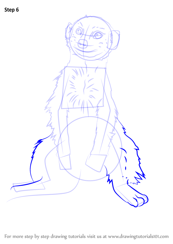 How to Draw a Meerkat Sitting (Wild Animals) Step by Step ...