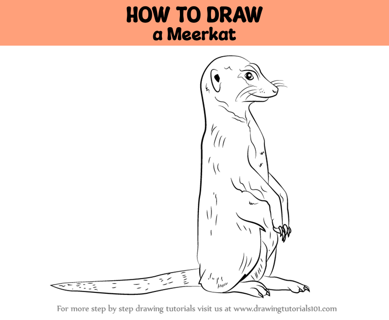 How to Draw a Meerkat (Wild Animals) Step by Step | DrawingTutorials101.com