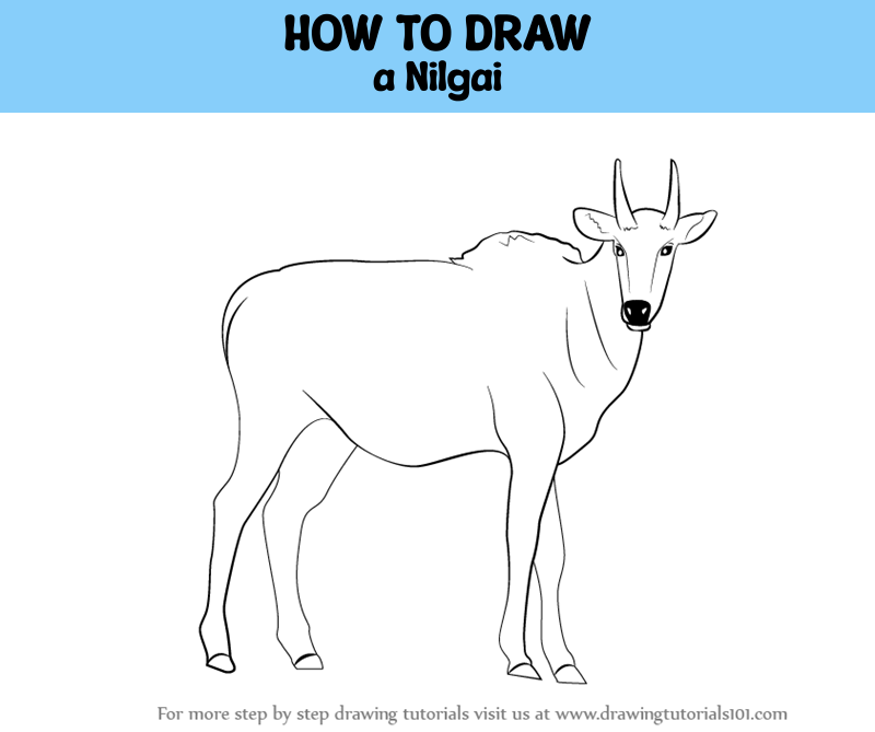How to Draw a Nilgai (Wild Animals) Step by Step | DrawingTutorials101.com