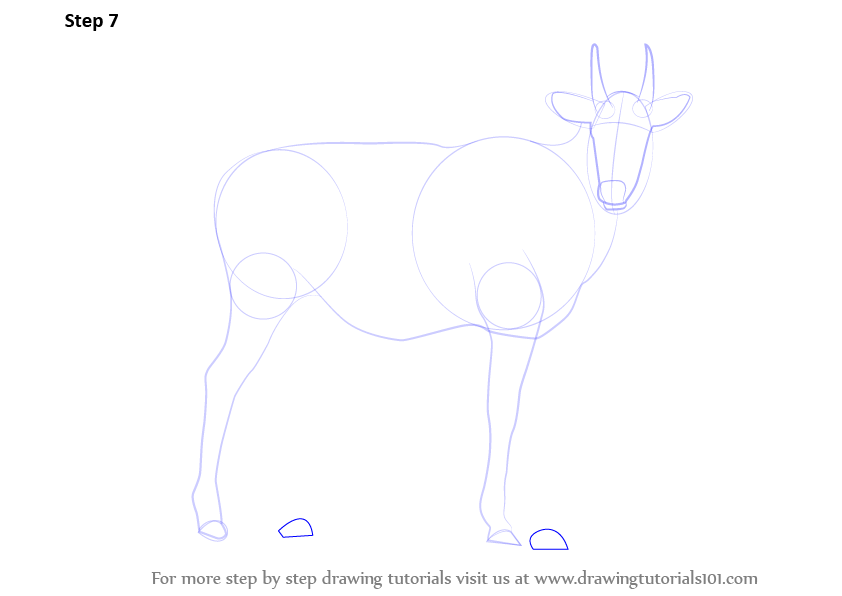 How to Draw a Nilgai (Wild Animals) Step by Step | DrawingTutorials101.com