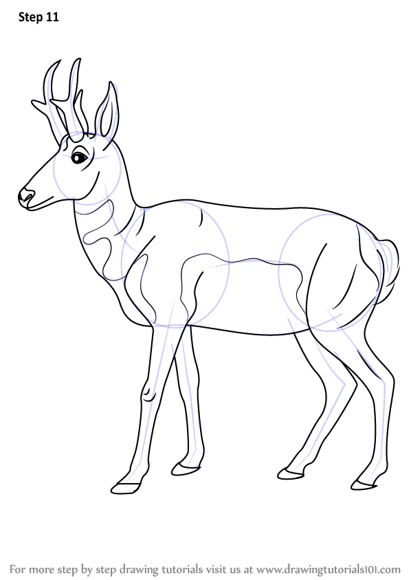 How to Draw a Pronghorn (Wild Animals) Step by Step ...