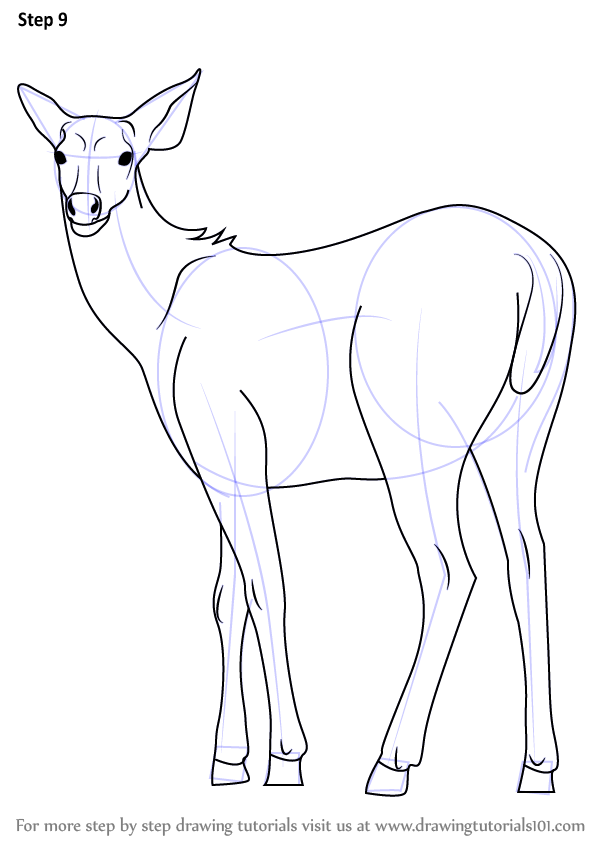 How to Draw a Sambar Deer (Wild Animals) Step by Step ...