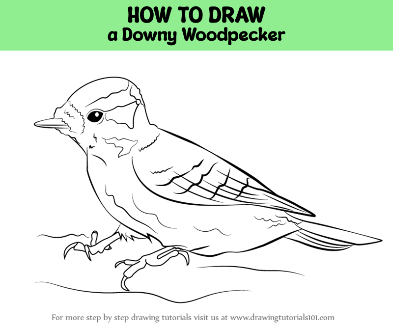 Downy Woodpecker Drawing