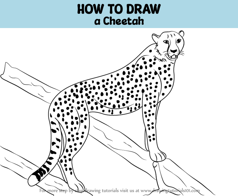 How to Draw a Cheetah (Zoo Animals) Step by Step | DrawingTutorials101.com