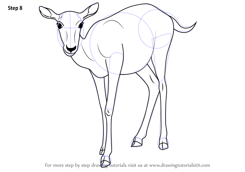 How to Draw a Deer (Zoo Animals) Step by Step | DrawingTutorials101.com