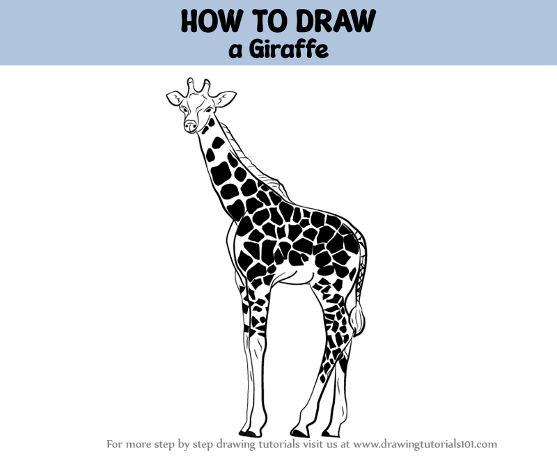 How to draw a Giraffe (Zoo Animals) Step by Step | DrawingTutorials101.com