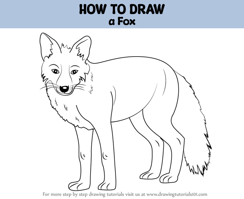 Fox Drawings Step By Step