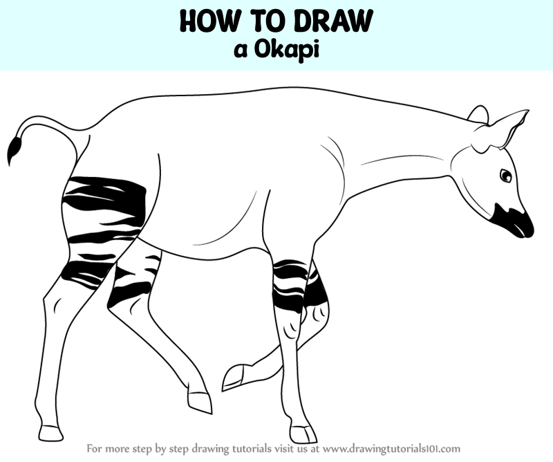 How to Draw a Okapi (Zoo Animals) Step by Step | DrawingTutorials101.com