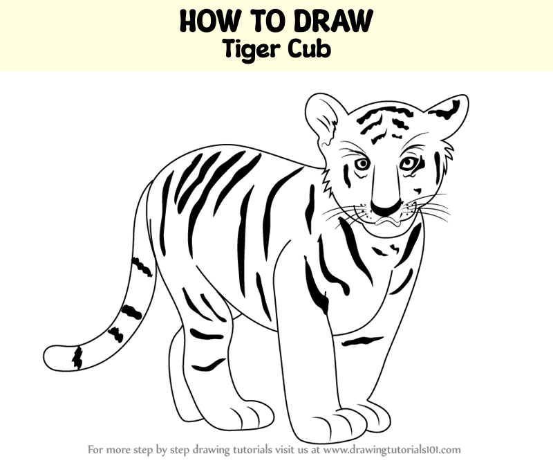 Pencil Drawings Of Baby Tigers