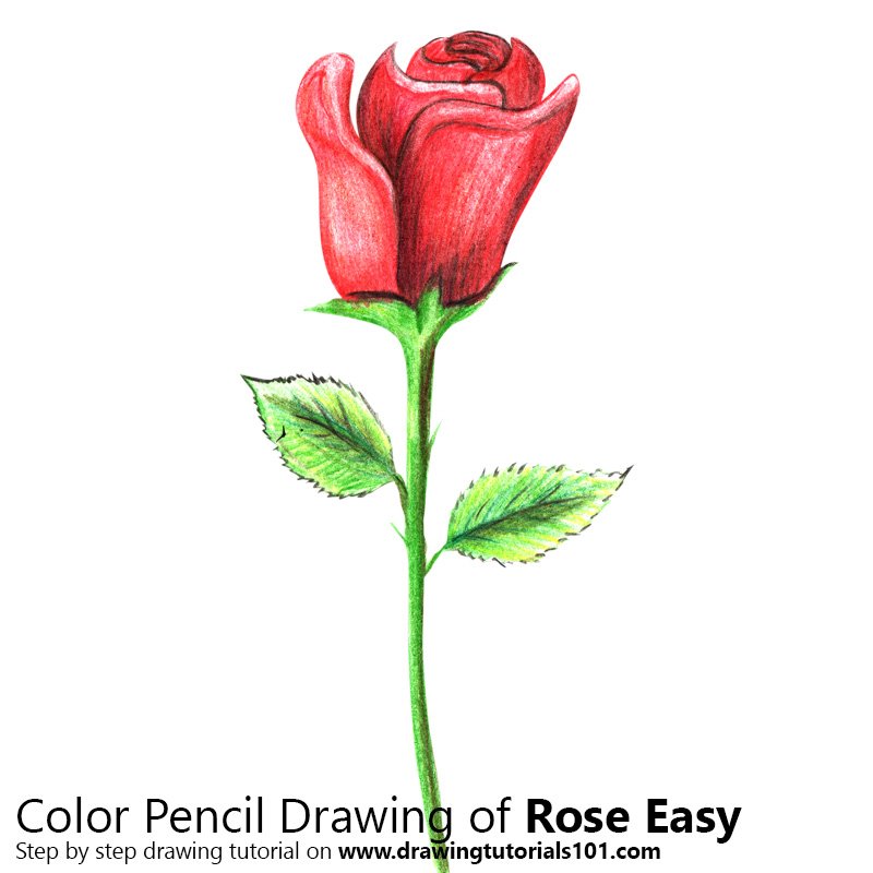 Rose Easy Colored Pencils Drawing Rose Easy With Color Pencils Rose Easy Colored Pencils Drawing Rose Easy With Color Pencils