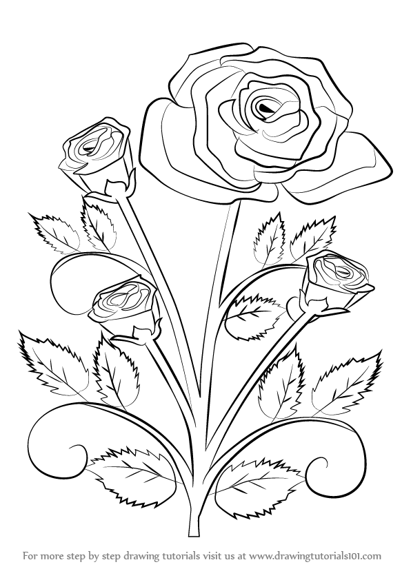 Learn How To Draw A Rose Plant Rose Step By Step Drawing Tutorials