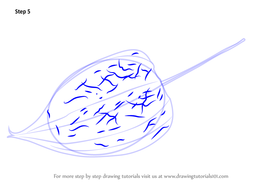 How to Draw a A Single Piece Of Fruit (Fruits) Step by Step ...