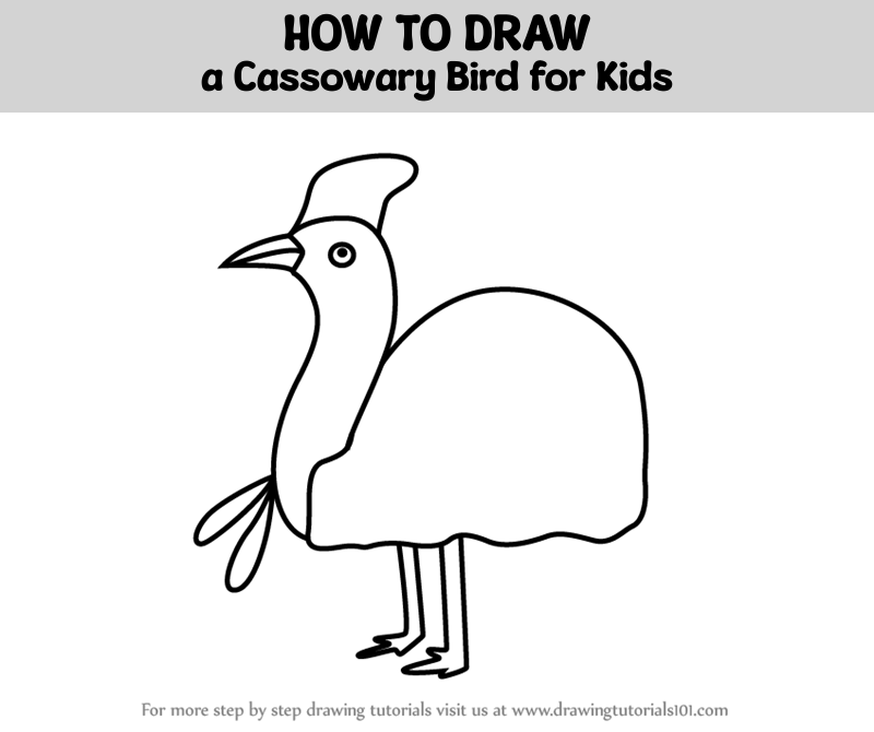 How to Draw a Cassowary Bird for Kids (Animals for Kids) Step by Step ...